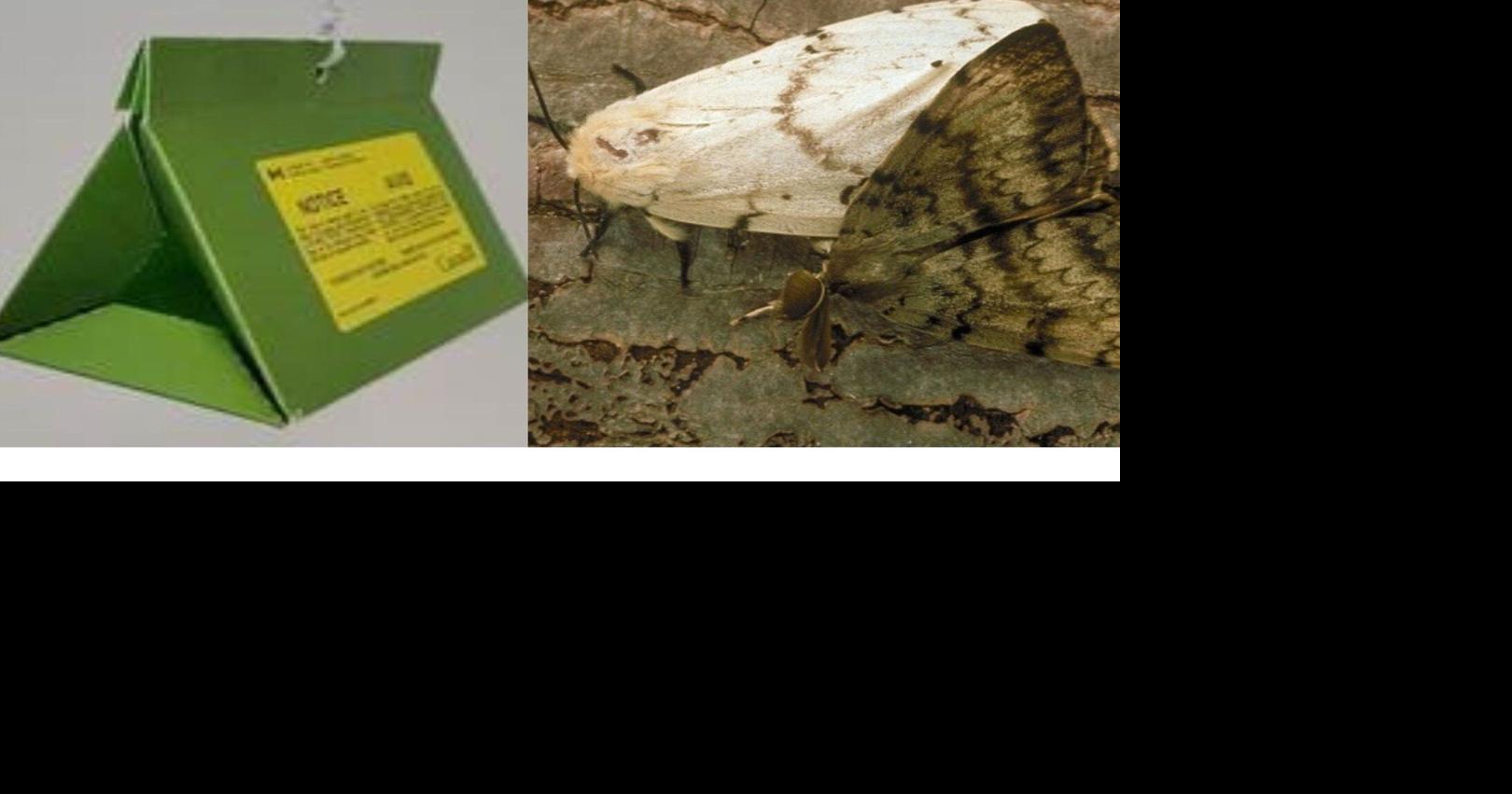 Tree-eating invaders: Inside the fight against BC’s spongy moth pest threat