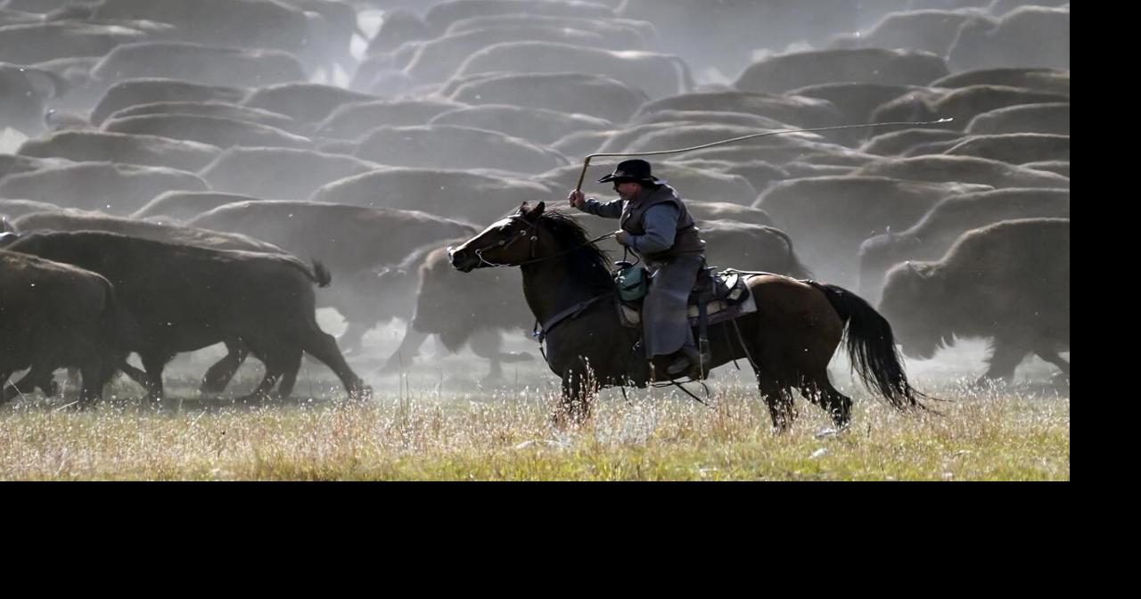 Rare US bison roundup rustles up hundreds to maintain health of the species
