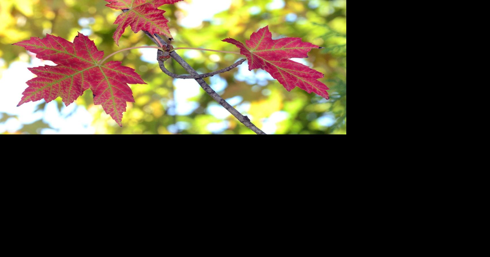 Hamilton free tree giveway