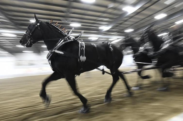Majestic horse show in Ancaster