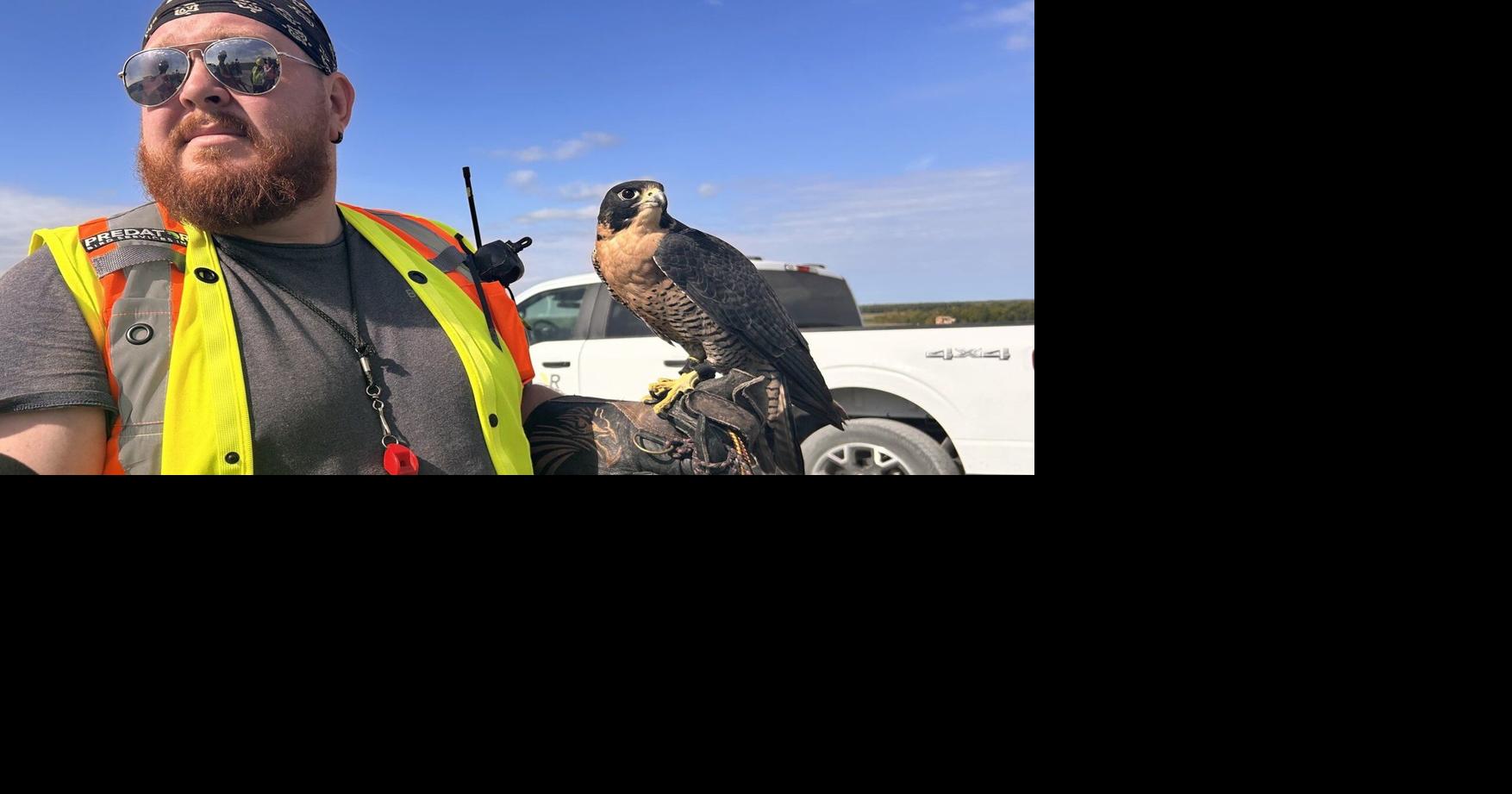 Feathered security guard patrols Toronto landfill