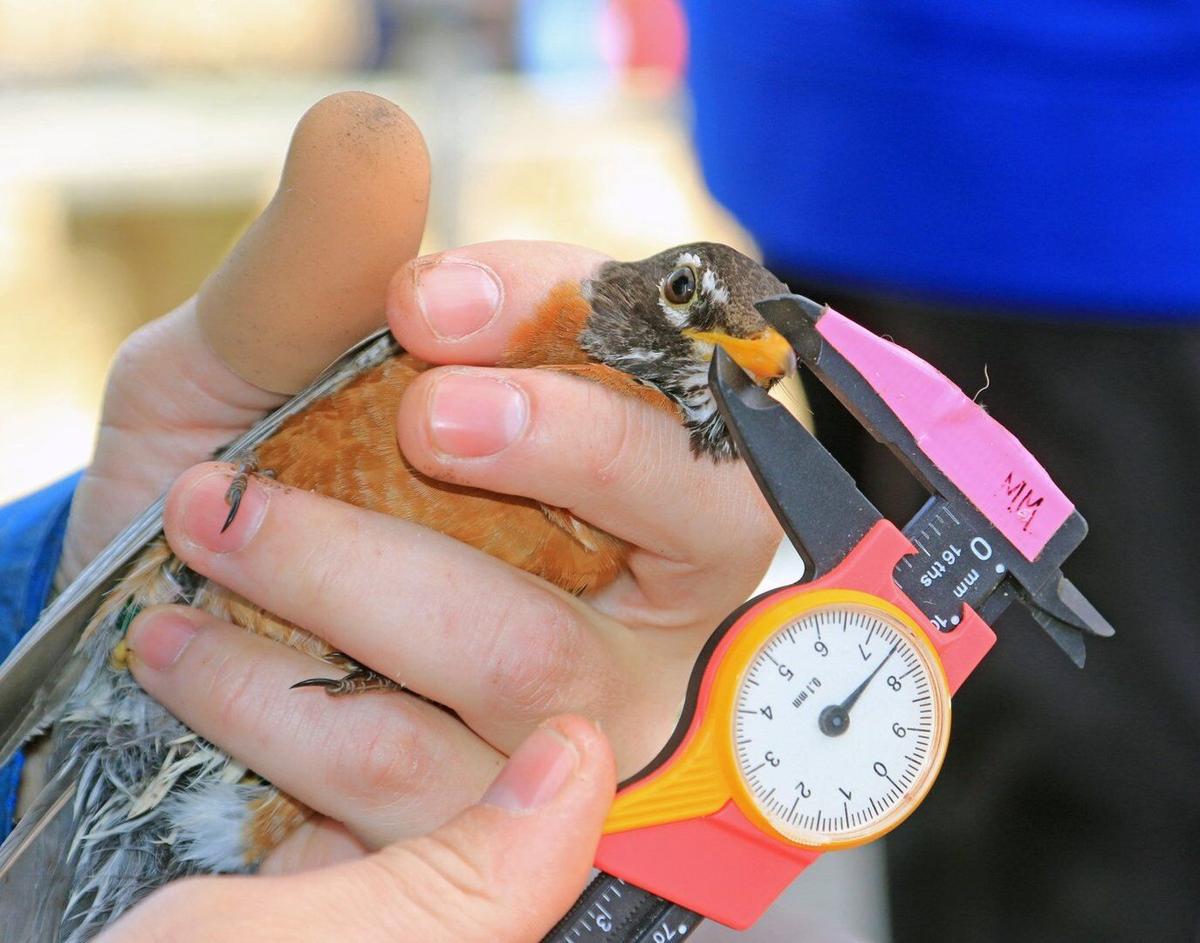 Spring migration at the Marsh delayed by cool weather
