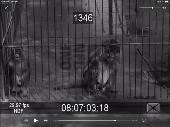 The legend of ‘Jacko the Killer Monkey’ and the Dundurn Park Zoo