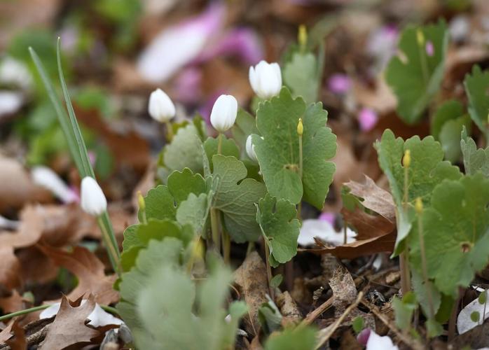 When is a garden more than a garden? When it is a habitat