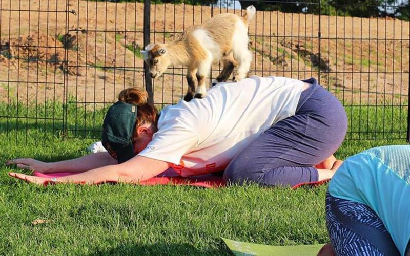 Triple C Farm, Fox Den Yoga team for goat yoga