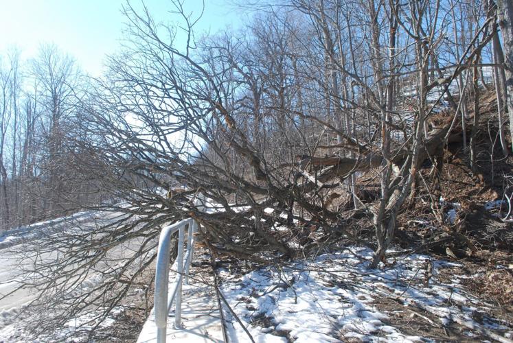 Dundas Highway 8 tree fell due to insufficient roots