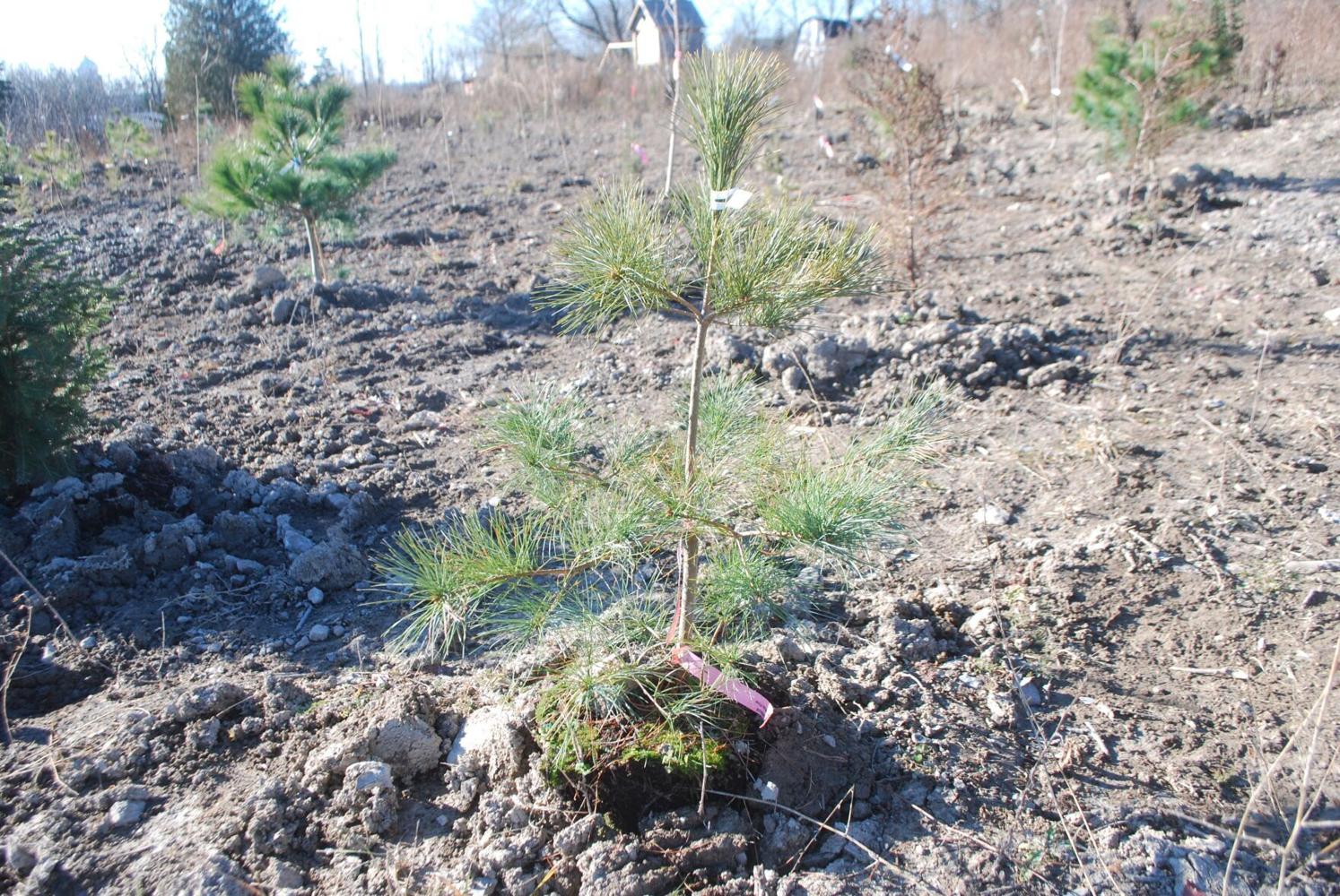 Dundas Pleasant View tree planting start of required long-term tree ...