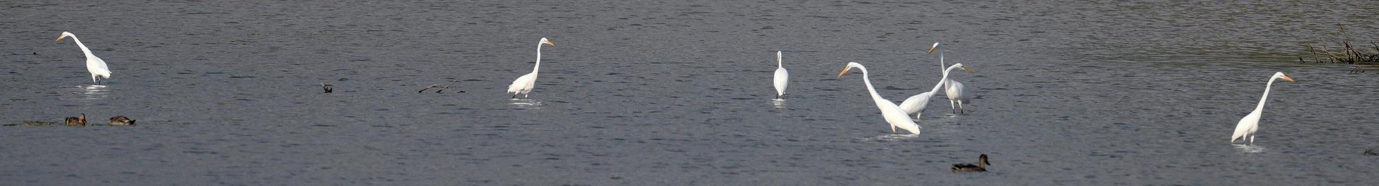 Photos: Herons and egrets in Hamilton’s Cootes Paradise