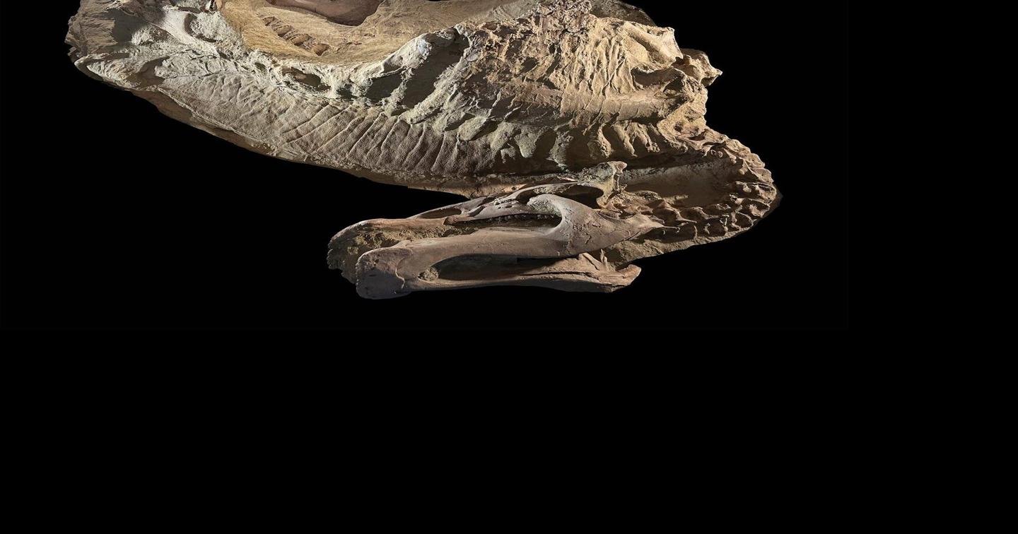 Rare dinosaur mummies help scientists recreate their prehistoric lives