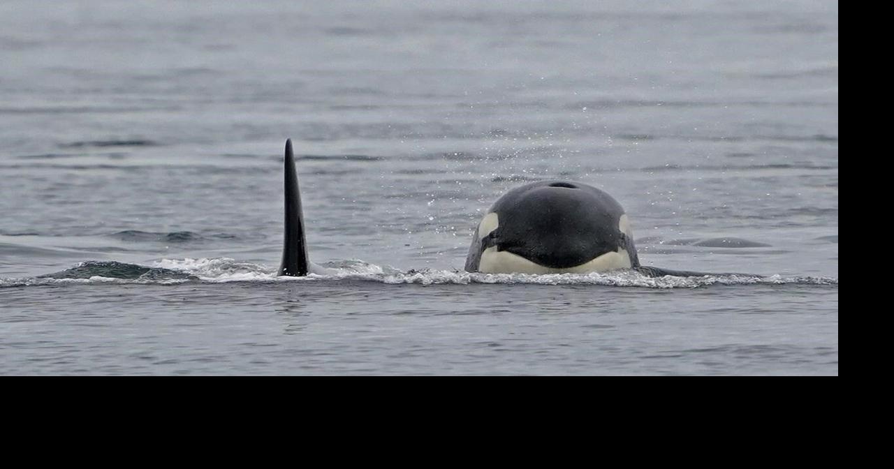 Stranded orca dies, now there's an effort to save calf, B.C. marine group