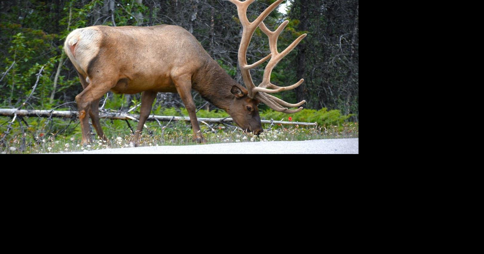 Jasper’s annual elk rut prompts public warning
