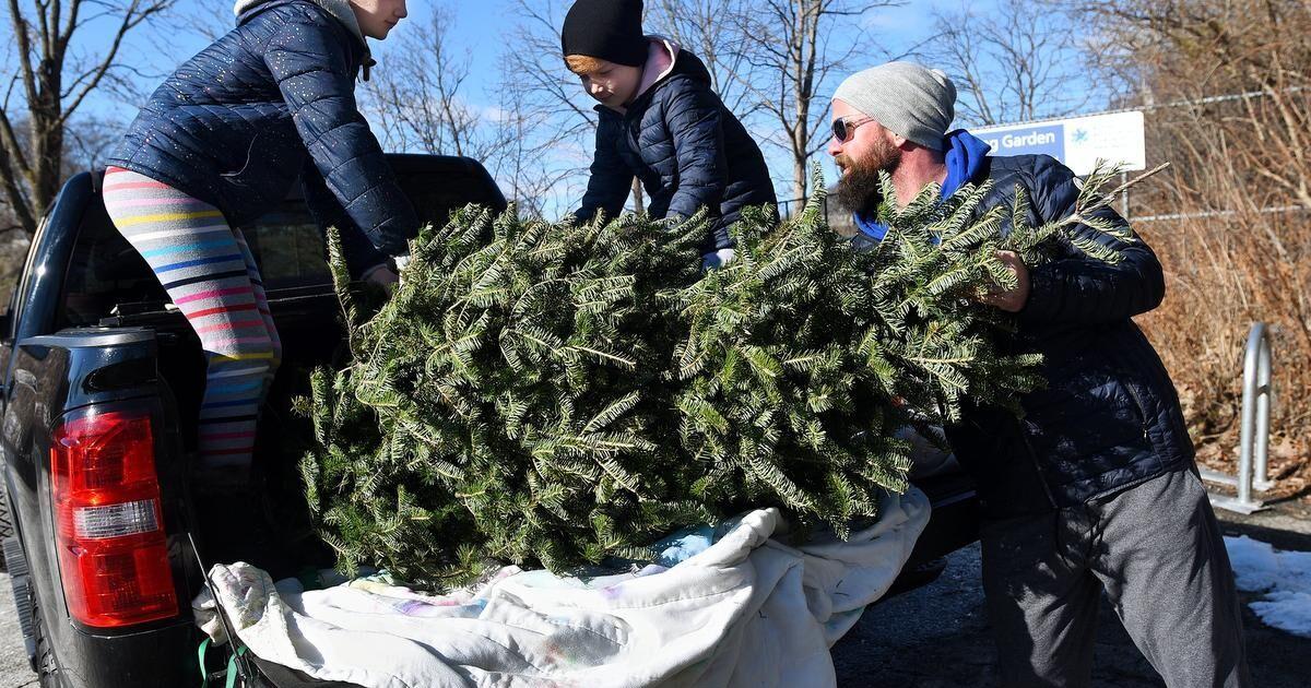 RBG uses old Christmas trees for waterway rehabilitation projects