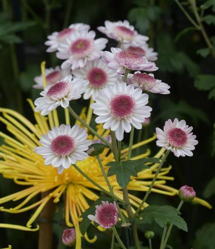 Lets talk about Hamilton’s fall Mum Show — again