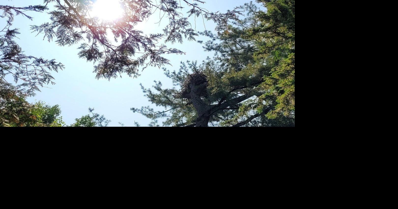 Callander prepares for eagle nest relocation