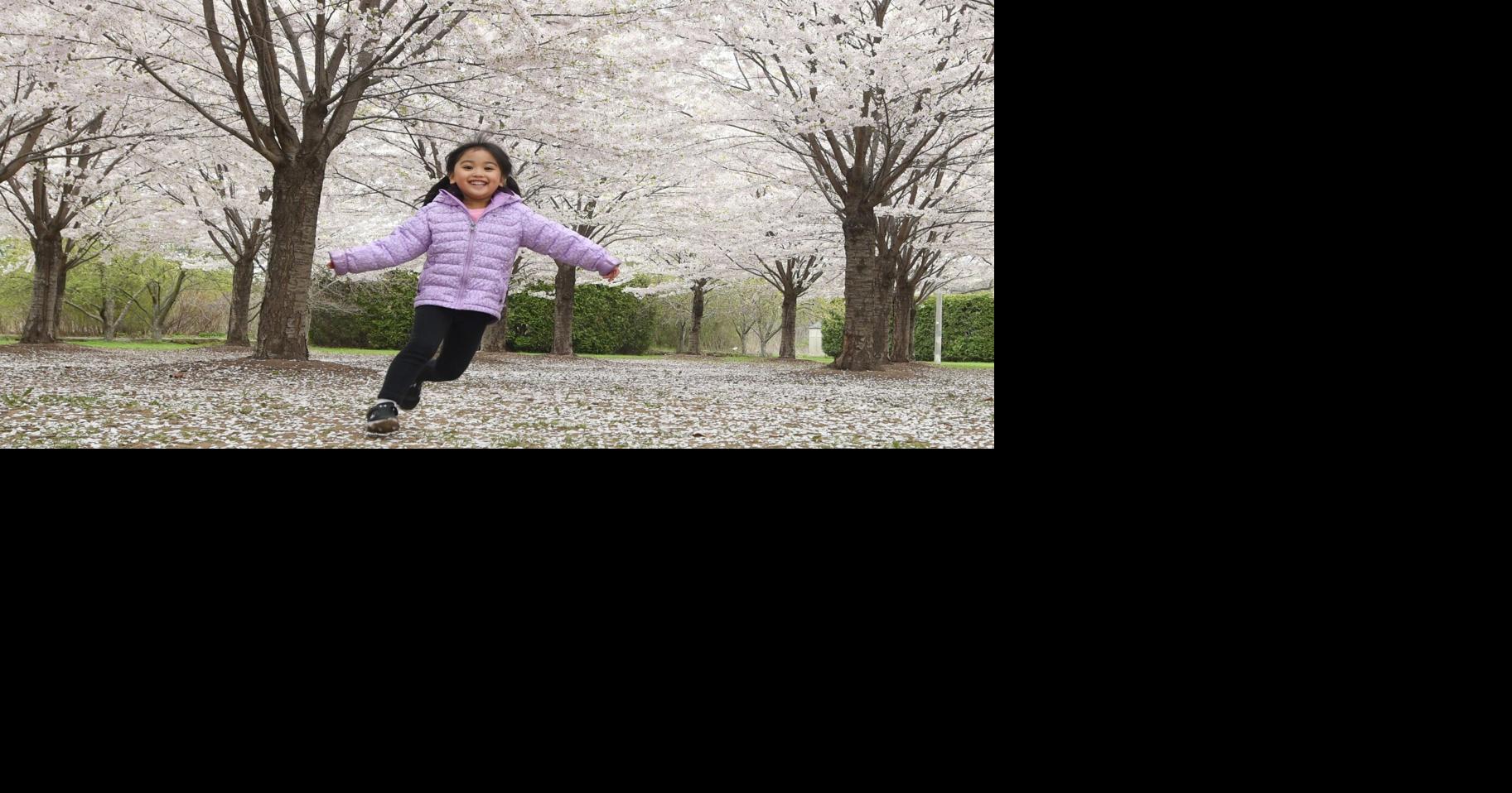 Catch short-lived Hamilton cherry blossom and magnolia bloom