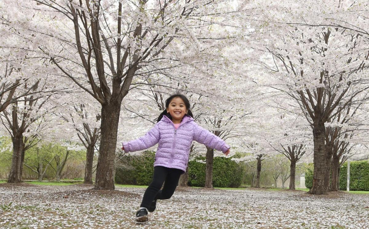 Catch short-lived Hamilton cherry blossom and magnolia bloom