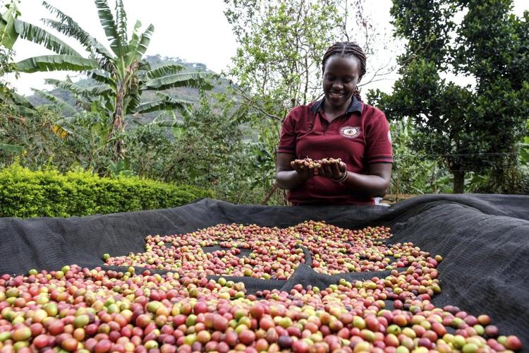 In coffee-producing Uganda, an emerging sisterhood wants more women ...