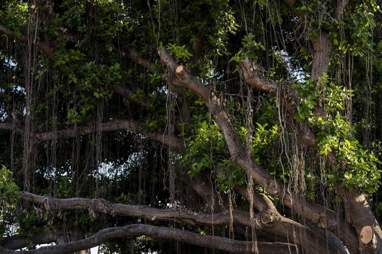 How Lahaina's more than 150-year-old banyan tree is coming back to life ...