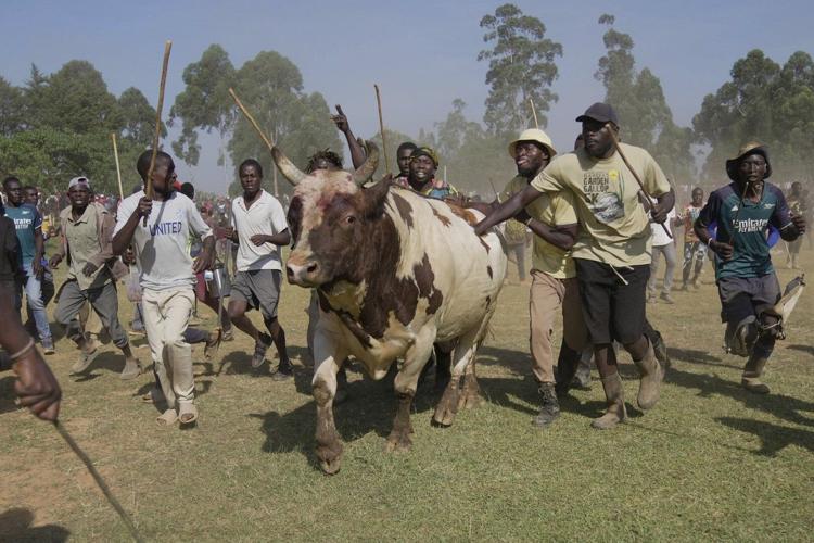 Photos show a bullfight in Kenya, where an ancient sport attracts ...