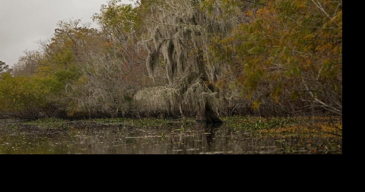 To save a dying swamp, Louisiana aims to restore the Mississippi River's natural flow