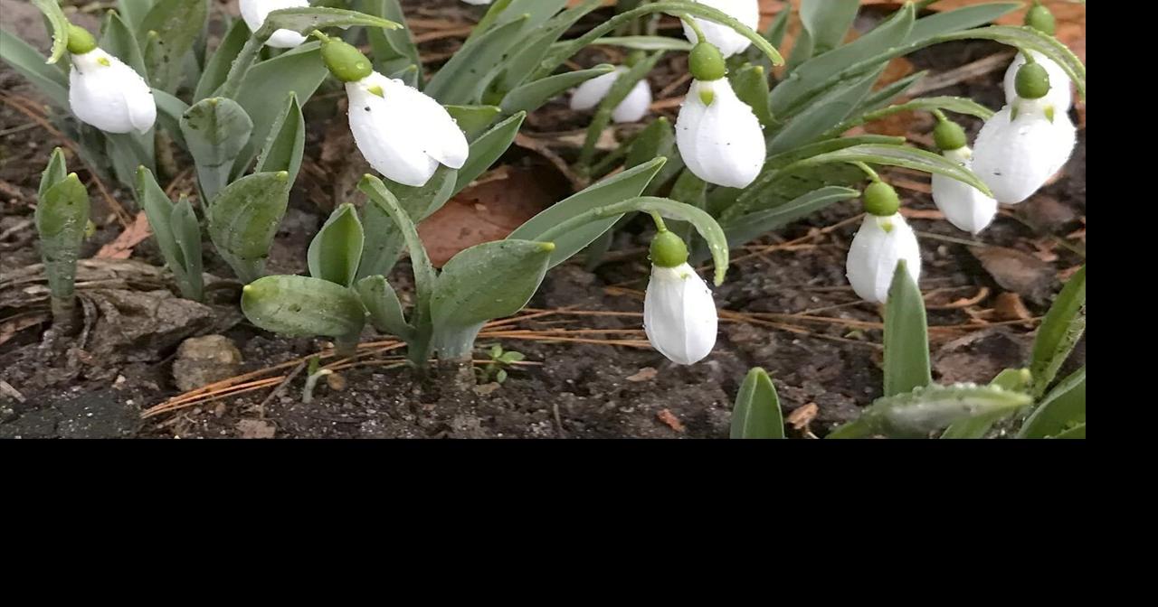 Consider the 'minor bulbs' - crocuses, snowdrops and more - when ...