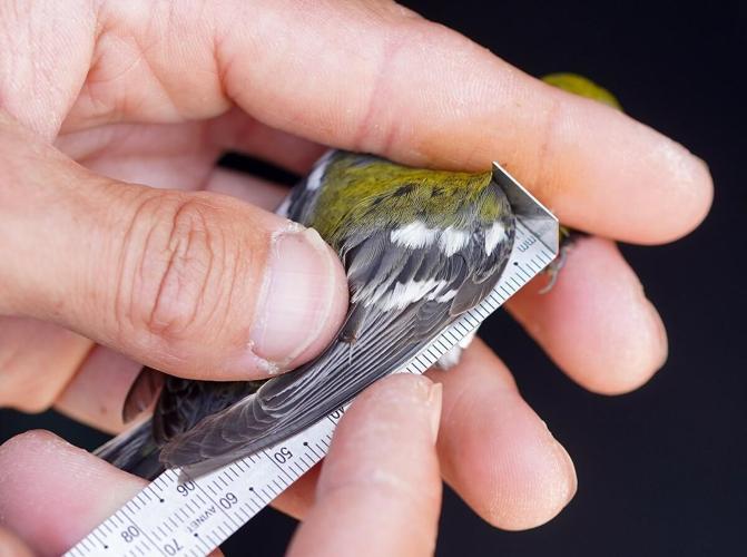 More than 1.2M birds banded at Long Point over six decades