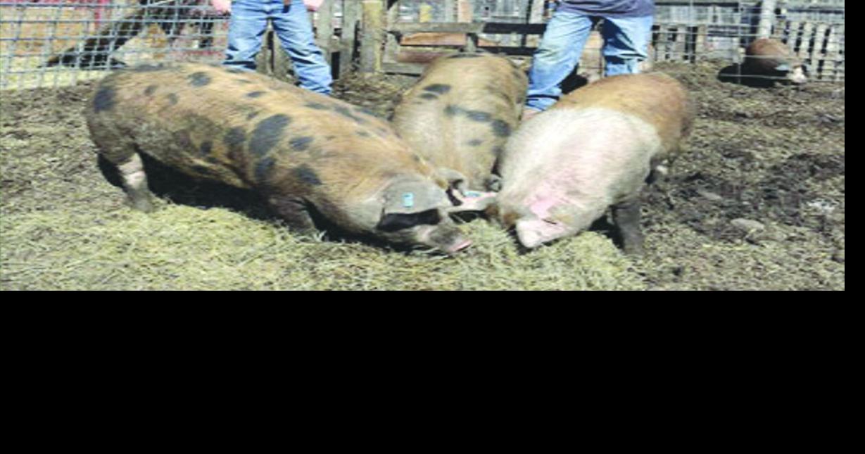 'Three little piggies' will help a lot of people around Oyen area