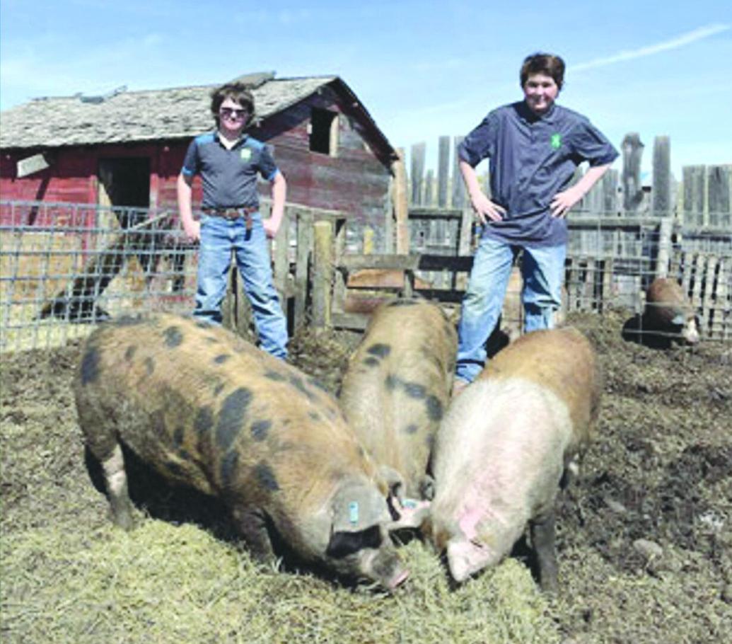 'Three little piggies' will help a lot of people around Oyen area