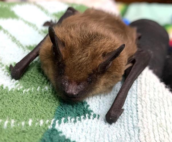 Surgery to save a swan is just another day at Hobbitstee