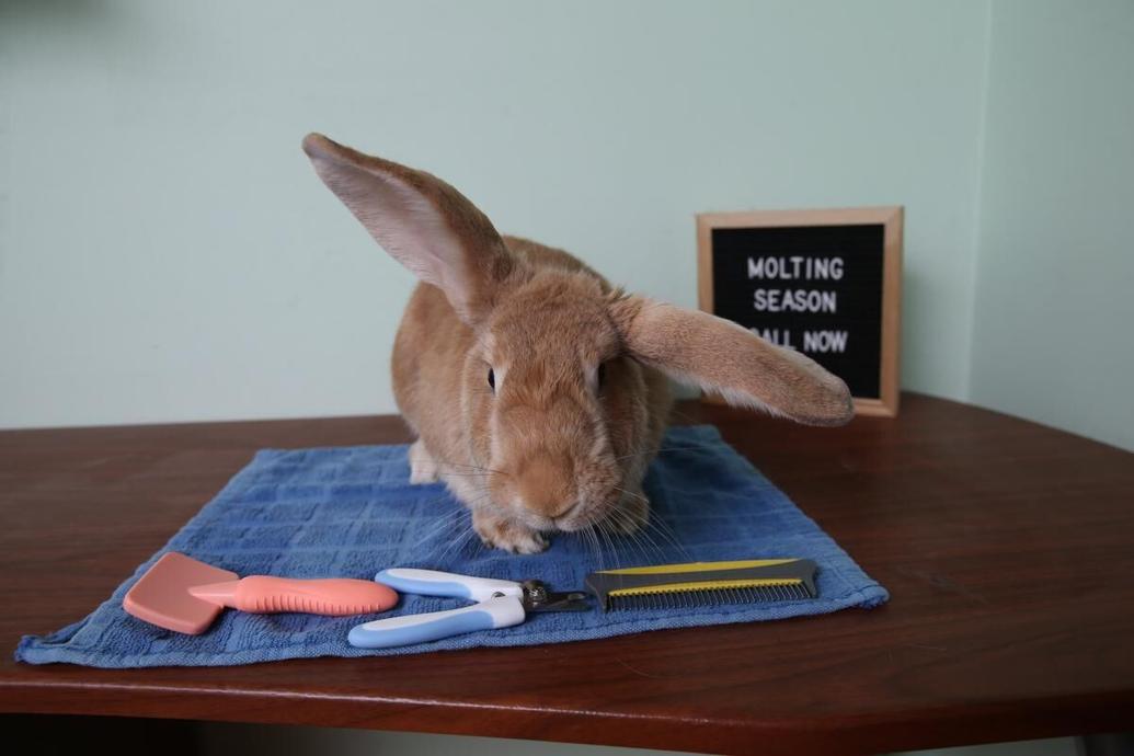 Bunny groomer sees her business boom in the GTA