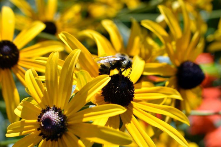 Porch talks with the (not so) Angry Beekeeper