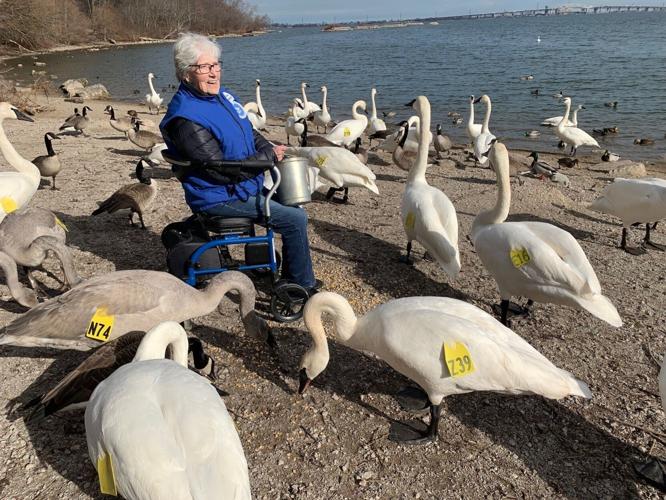 The Swan Lady of LaSalle