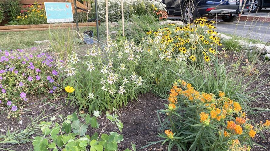 Creating pollinator gardens on Hamilton Mountain and beyond