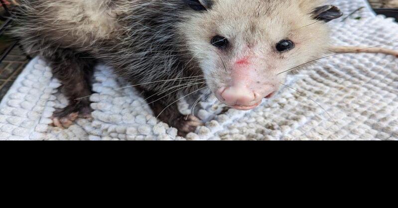 Opossum recovering after being shot with crossbow