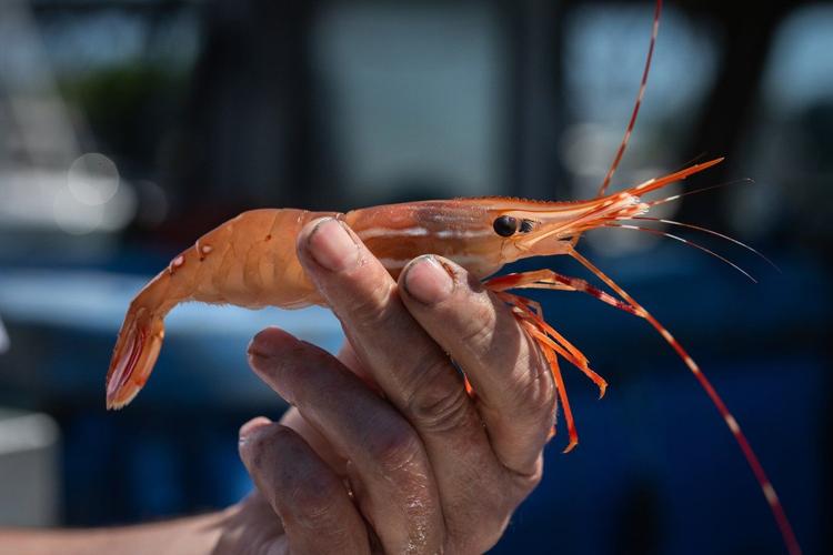 China tariffs bite into B.C. spot prawn season, but foodies queue for ...