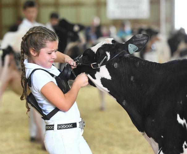 Have a cow at the Rockton fair