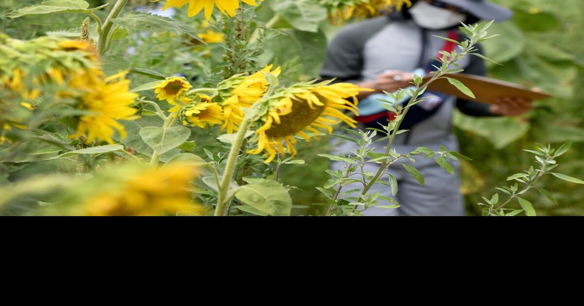 Fun in the sunflower maze and Valens beach