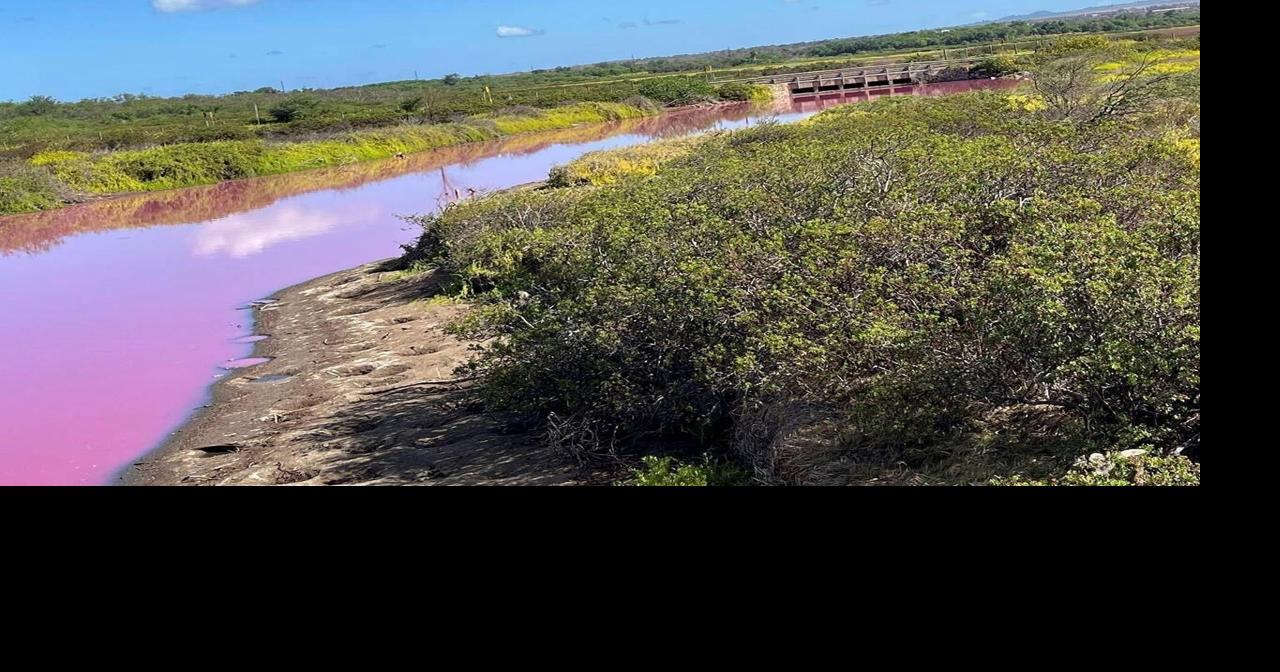 Wildlife refuge pond in Hawaii mysteriously turns bright pink. Drought ...