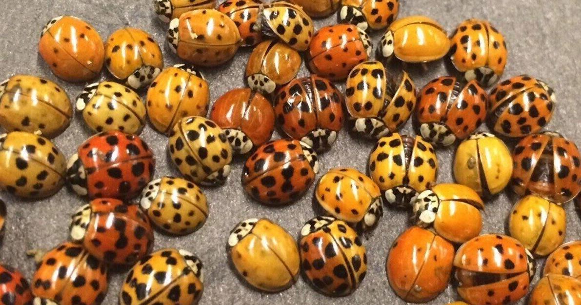 Ladybugs, Asian lady beetles invading Ontario homes