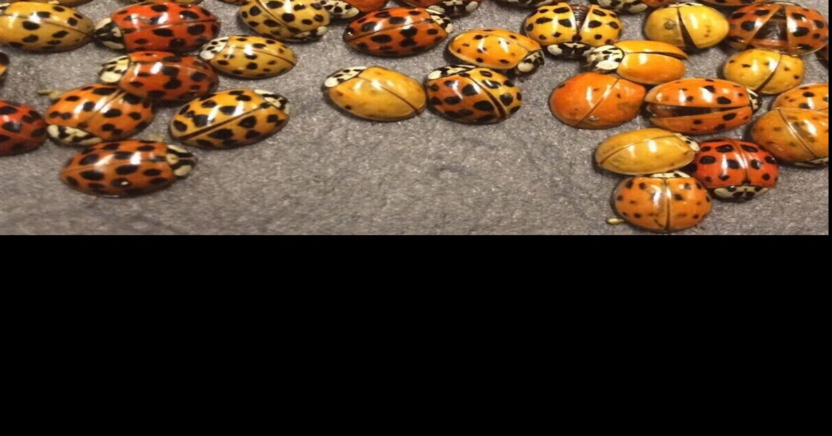 ‘They are literally everywhere right now’: Ladybugs, Asian lady beetles ...