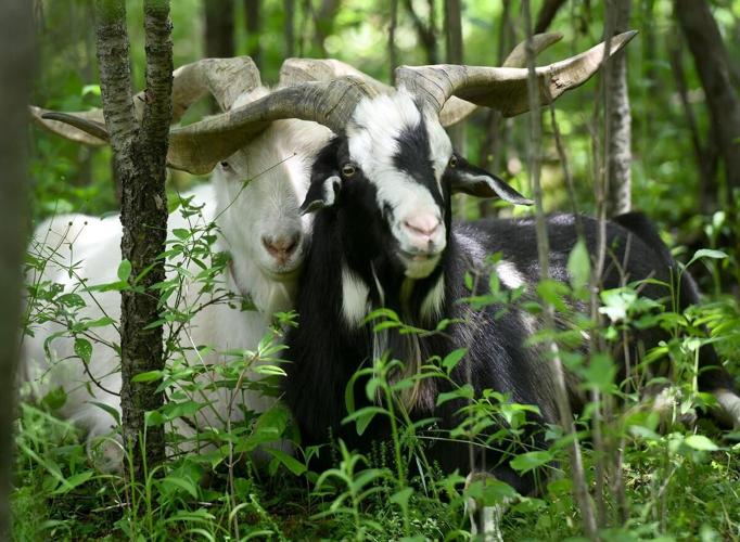 Eco-goats trying to graze the way to help Hamilton Naturalists’ Club ...