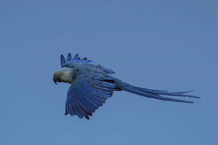 Recovery of Brazil's Spix's macaw, popularized in animated 'Rio' films ...