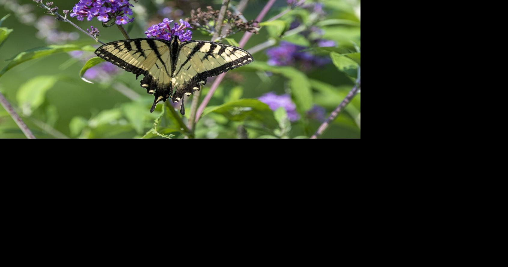 Nature’s pollinators delight at Urquhart Butterfly Garden