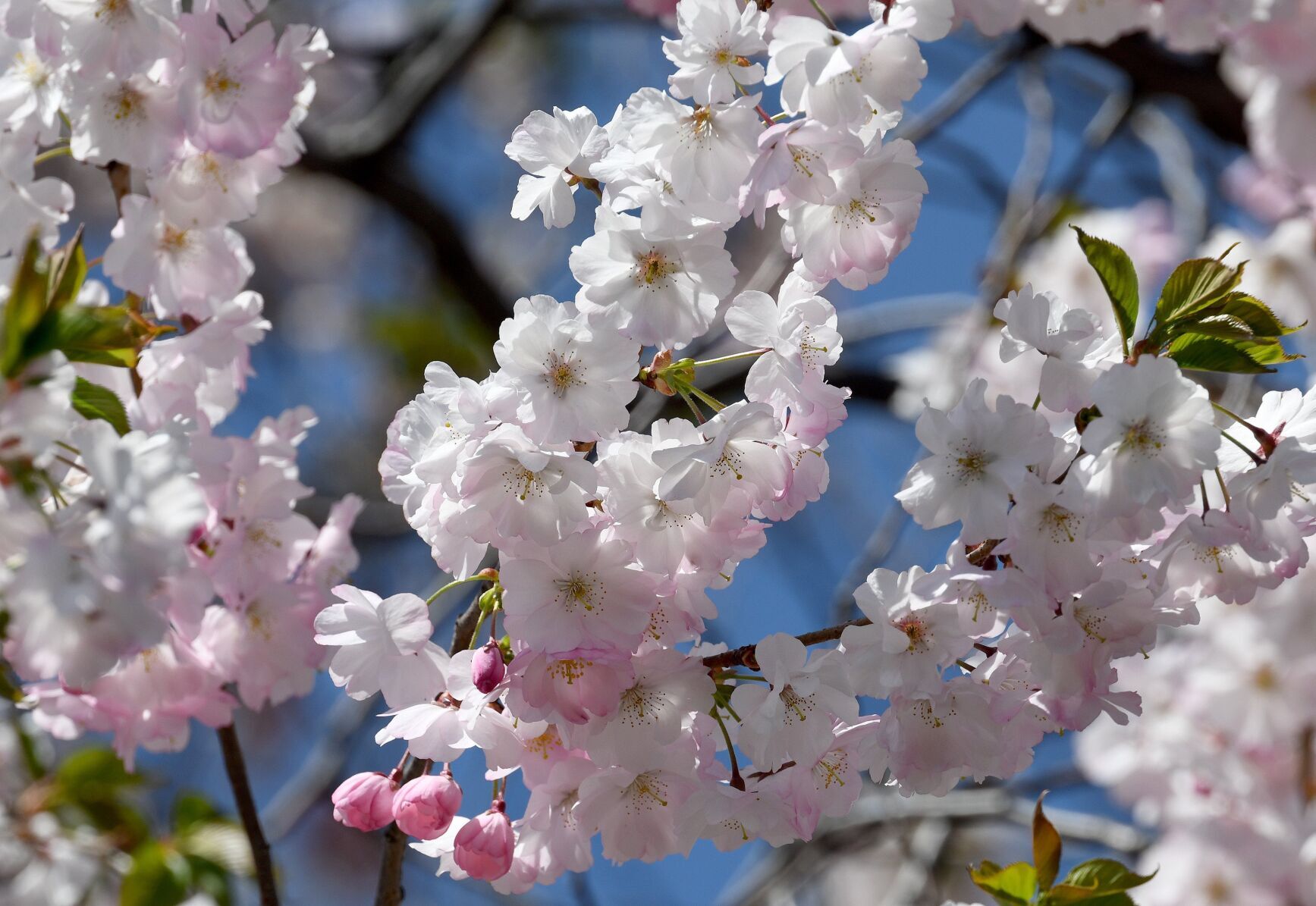 Catch short-lived Hamilton cherry blossom and magnolia bloom