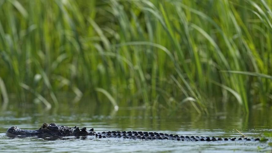 Takeaways from AP's story on Alabama's ecologically important Mobile ...