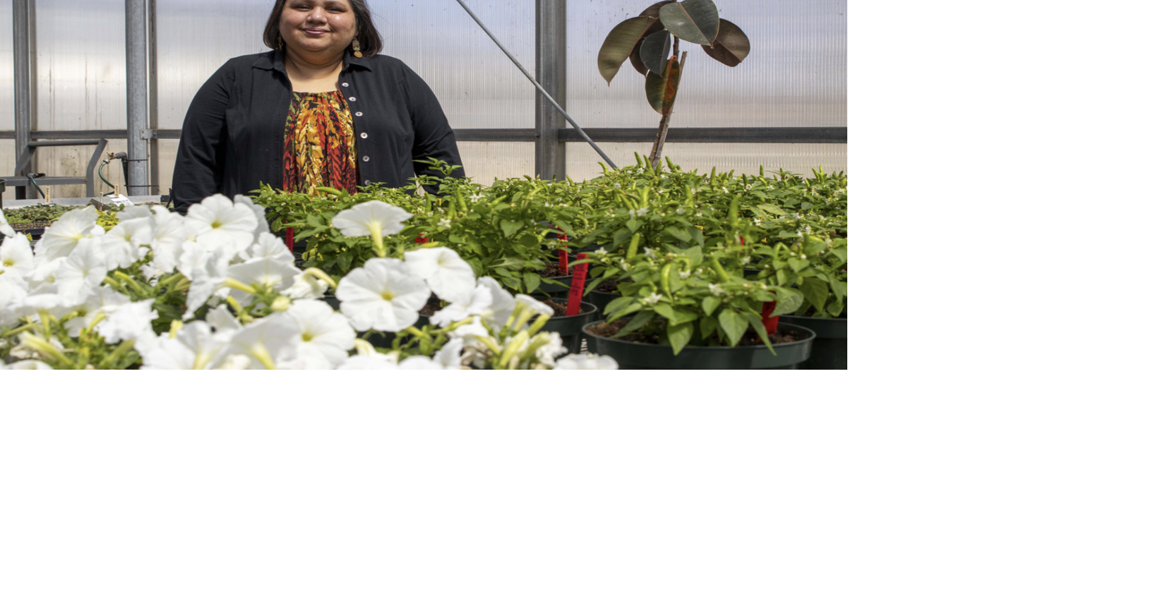 Manitoba research project aims to reduce peat use in greenhouse growing ...