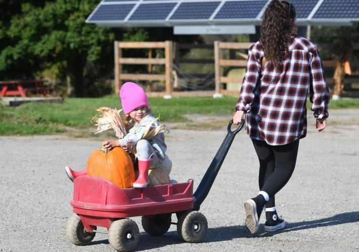 Hamilton’s pumpkin patches are ready for picking
