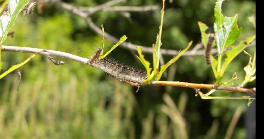 Hamilton to monitor gypsy moth invasion