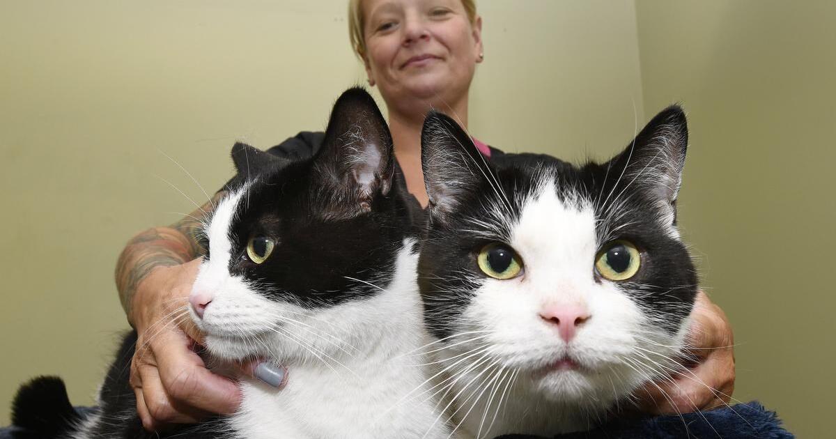 High inflation driving local pet owners to give up their animals