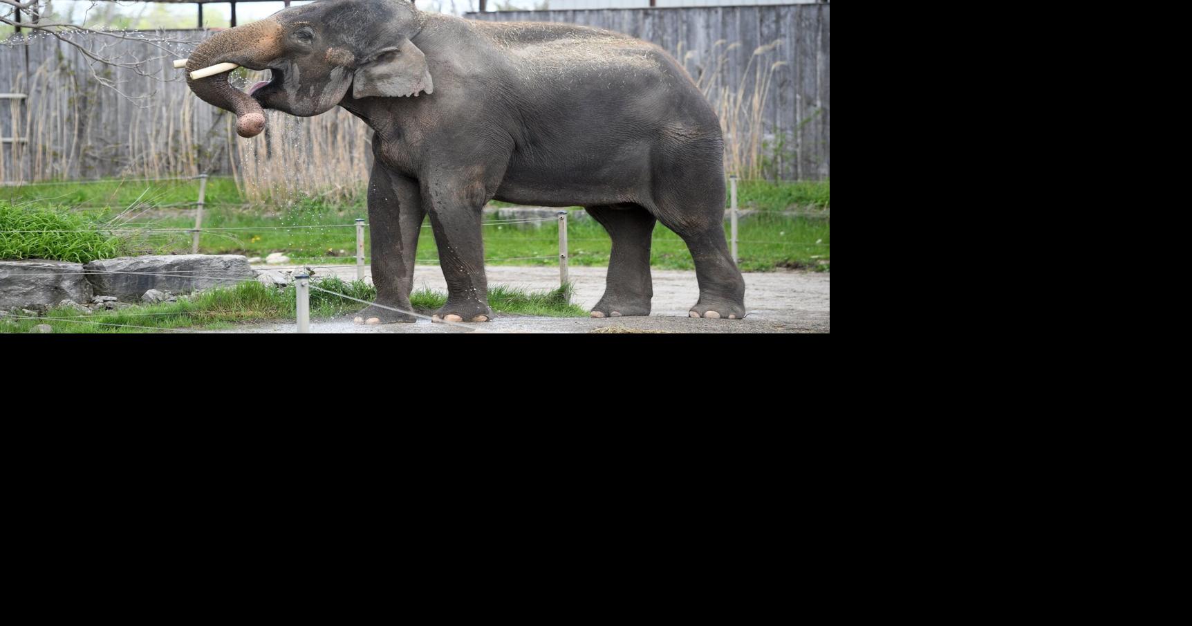 elephants in captivity behaviour